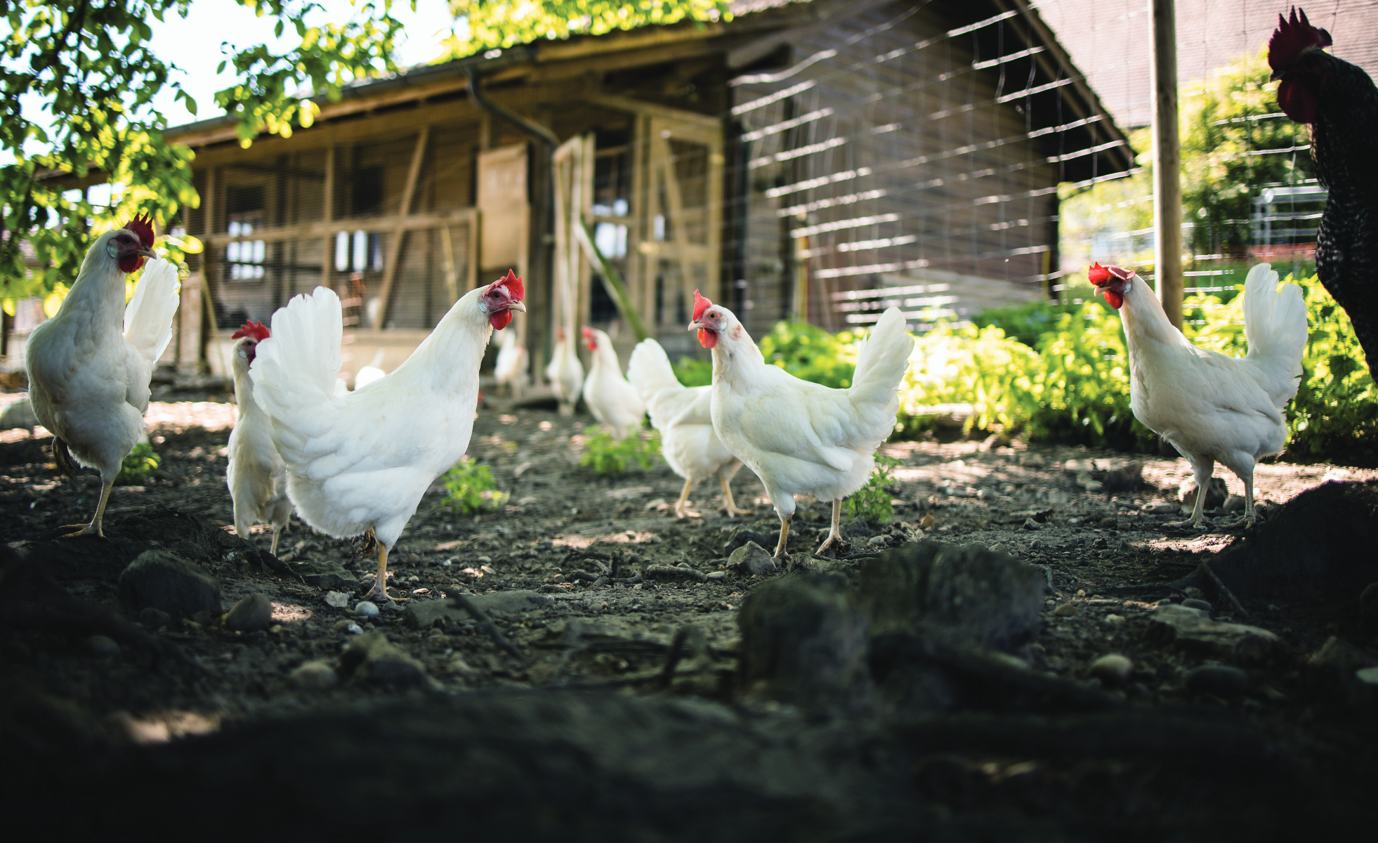 2026 USDA Poultry Rule Changes - Backyard Poultry